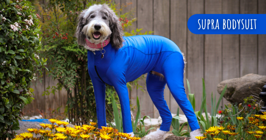5 Exercise Benefits for Your Dog's Mental & Physical Health - K9 Top Coat